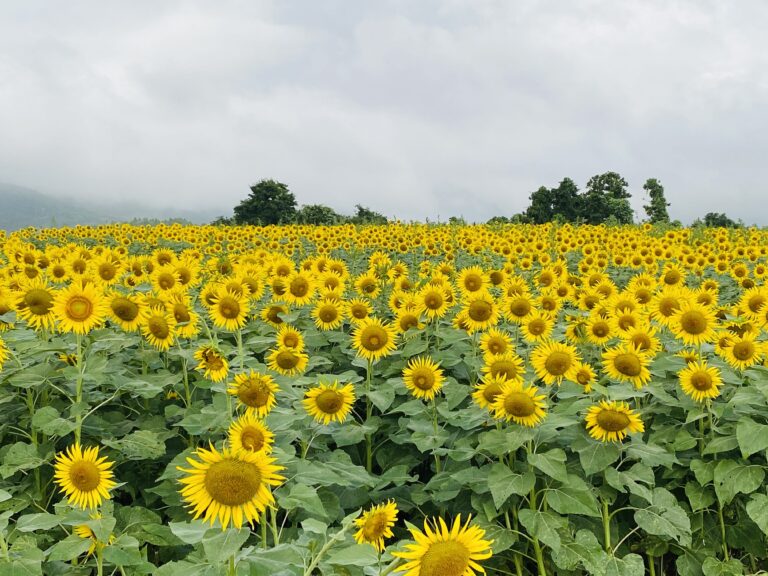 シッディを受けての感想をいただきました vol.2 | MIND-QUEST